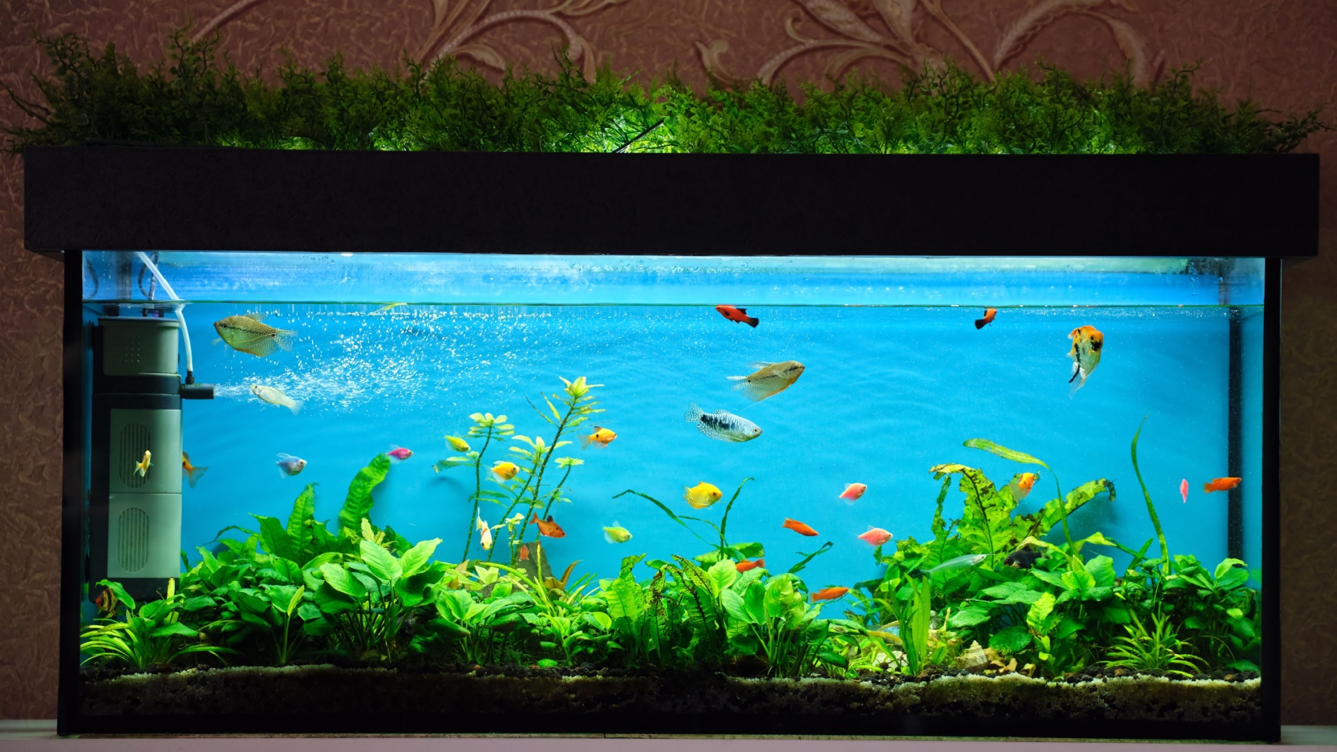8 tips to help your aquarium fish live a long, healthy life