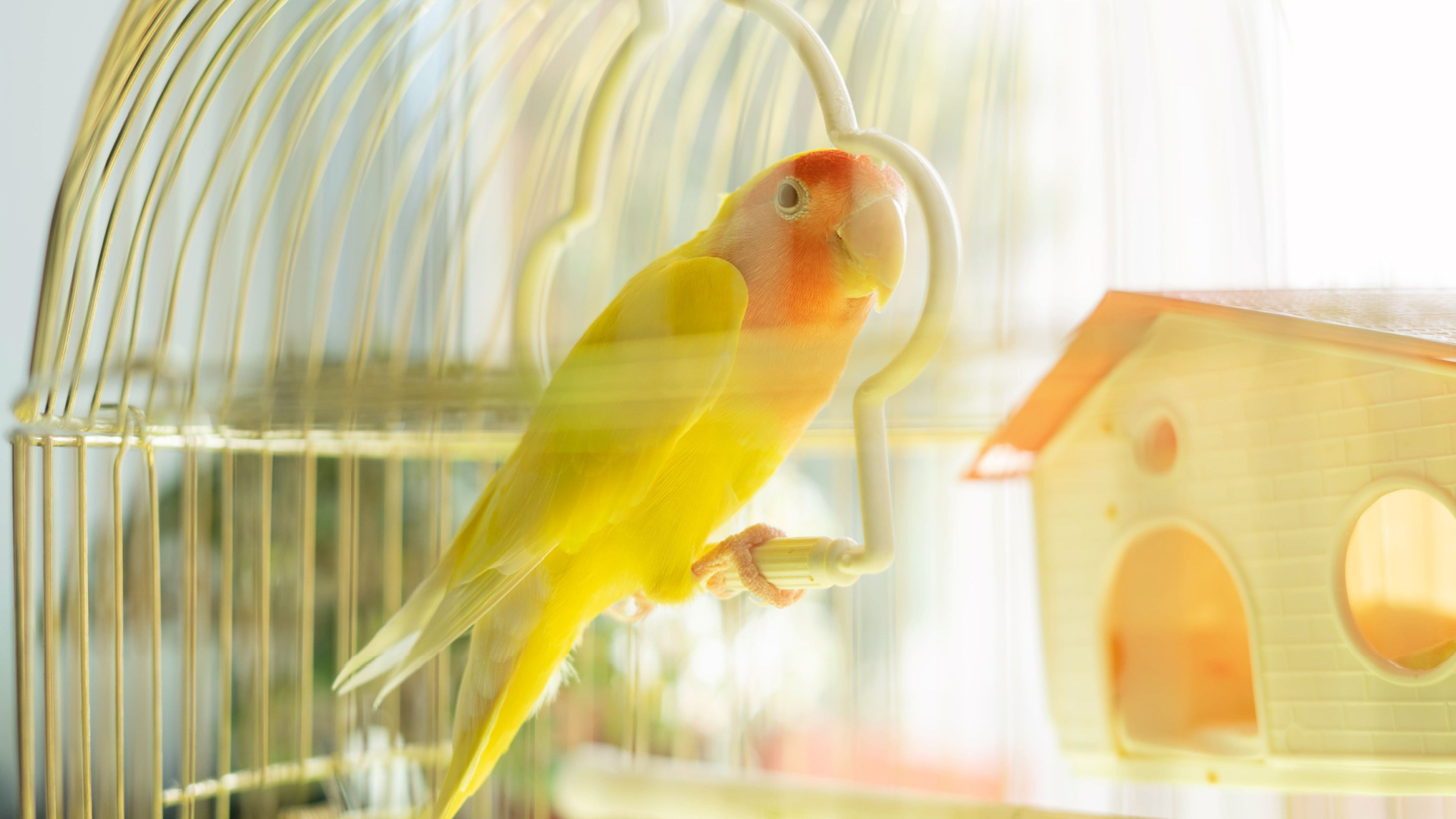 Are birds really pets? Reasons some people oppose caging them