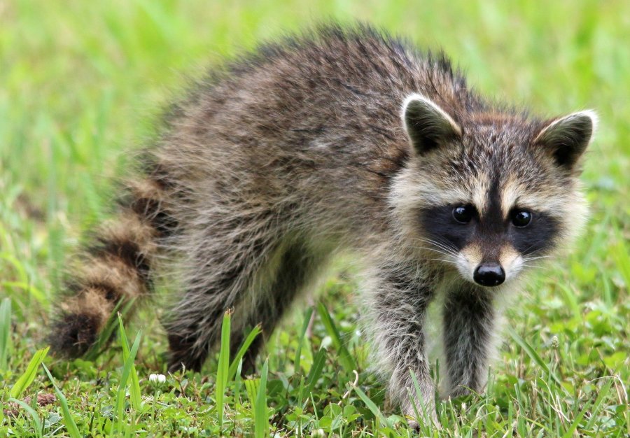 Raccoon near Sonoma Point subdivision tests positive for rabies ...