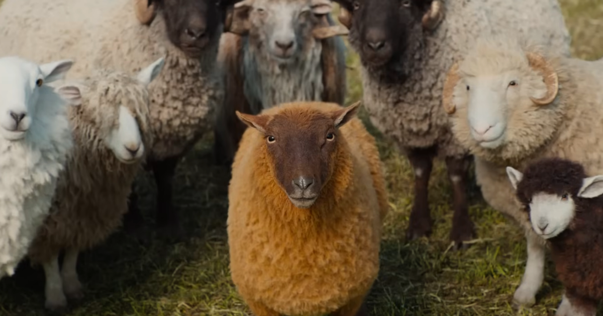 Wake up, sheeple, this flock is solving a murder mystery