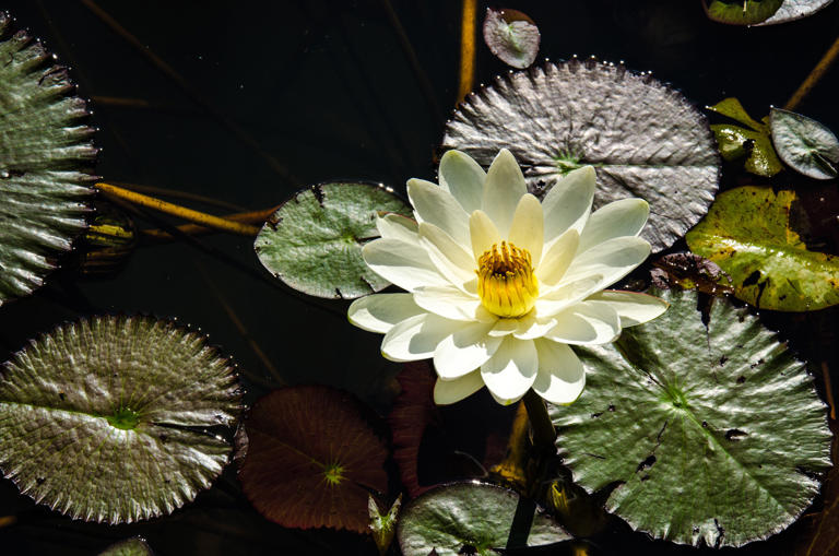¿Por qué el agua de las plantas se pone verde y qué significa?
