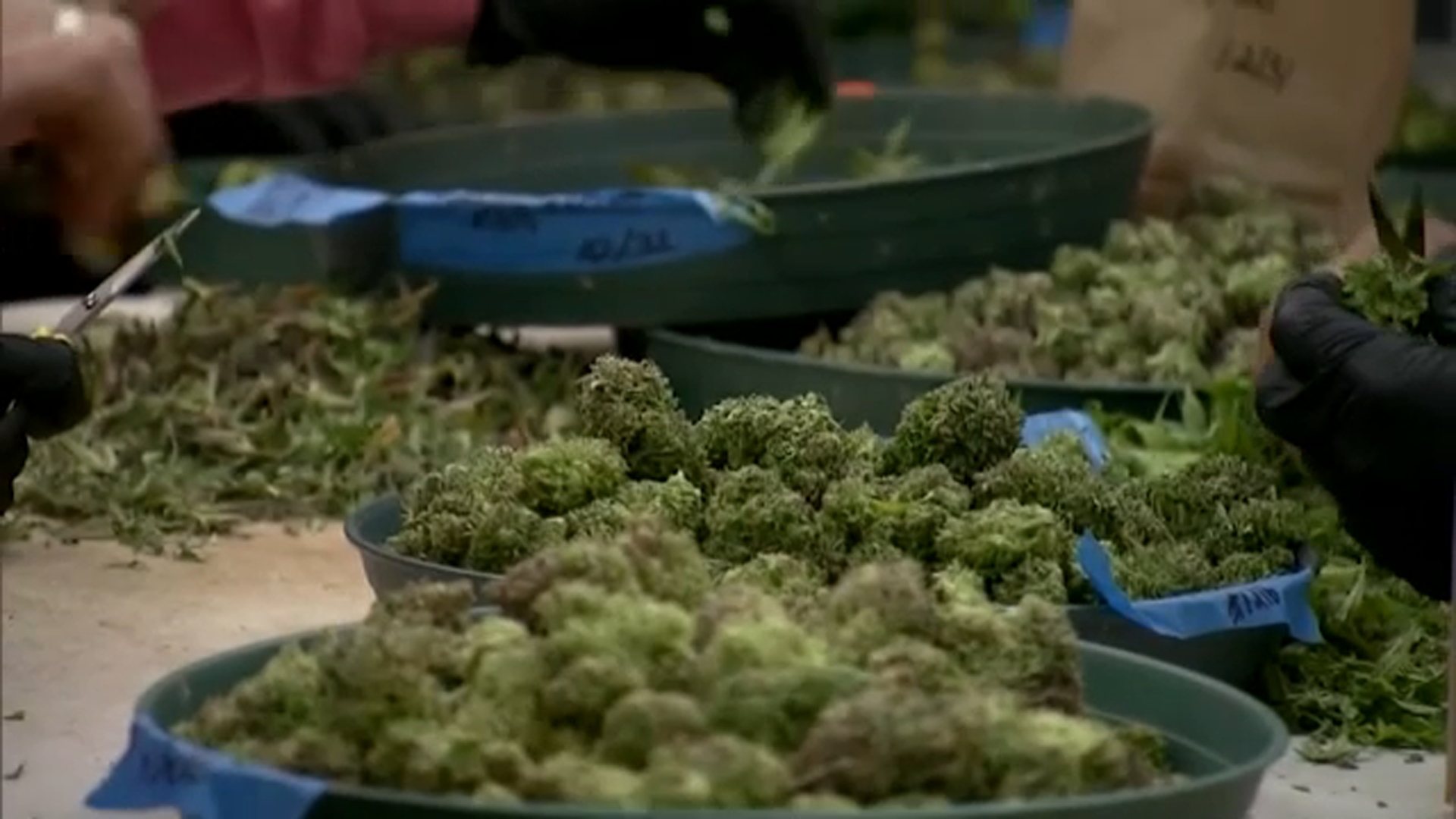 Changes coming to marijuana restrictions after the drug is reclassified ...