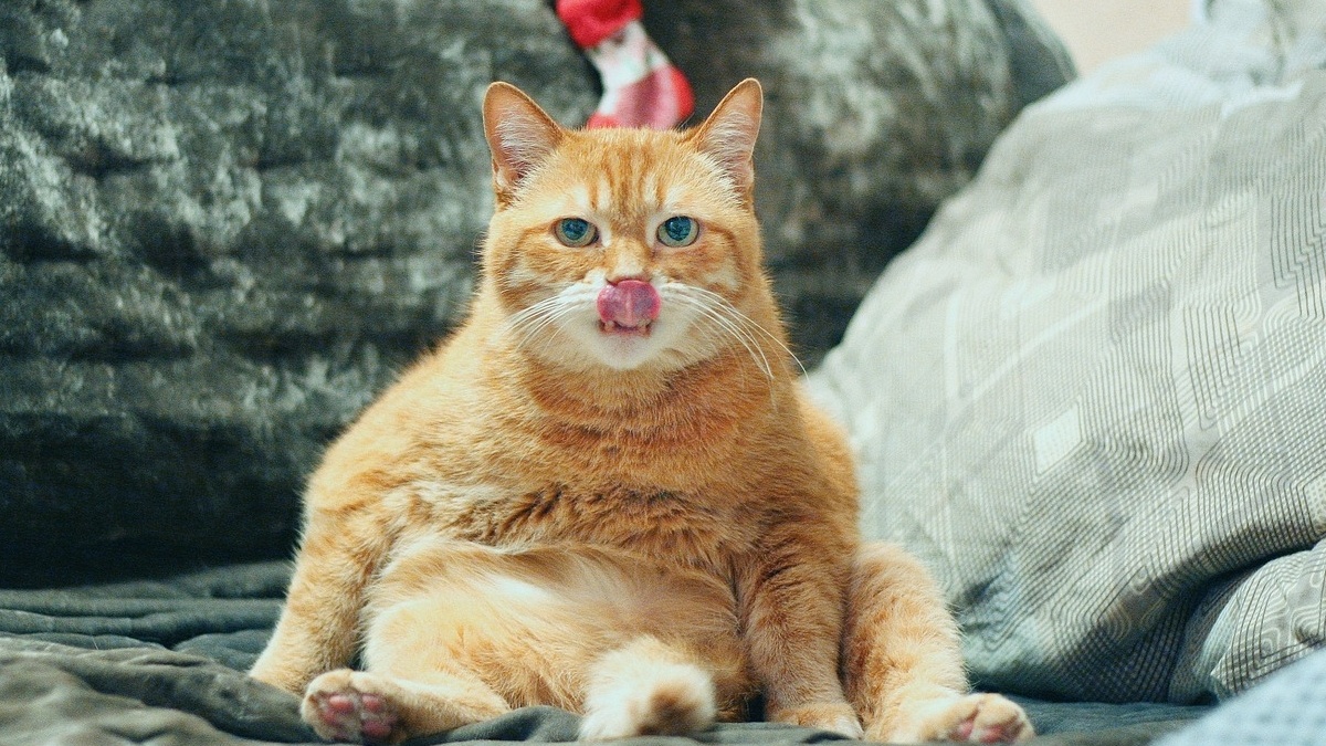 Nombres originales para gatos según su color de pelo