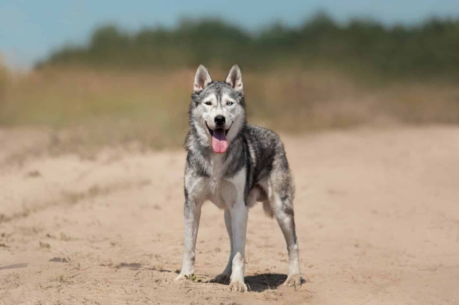 How can you tell a wolf from a husky?