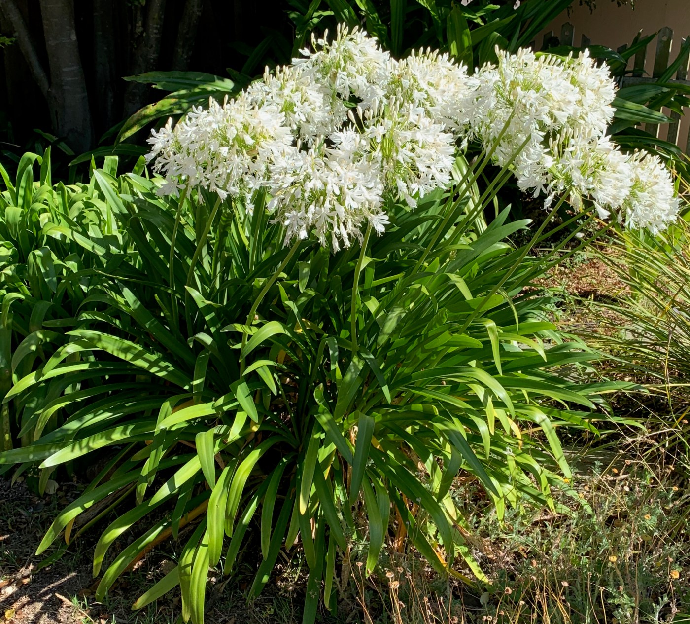 Tom Karwin, on gardening | Focusing on foliage rosette forms