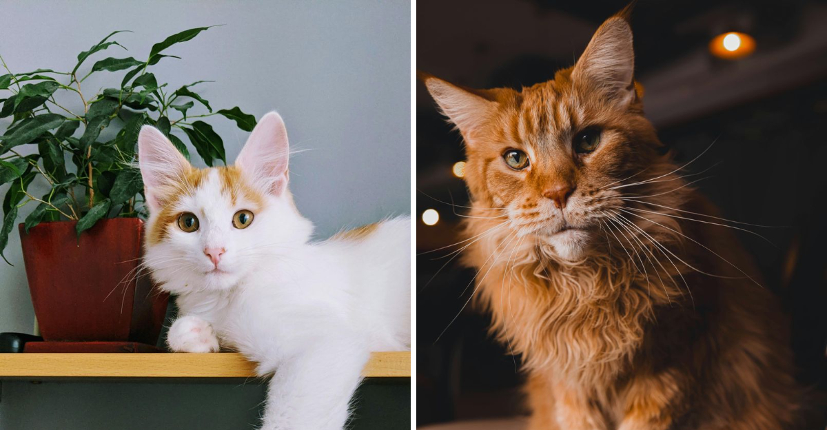 9 of the most independent cat breeds