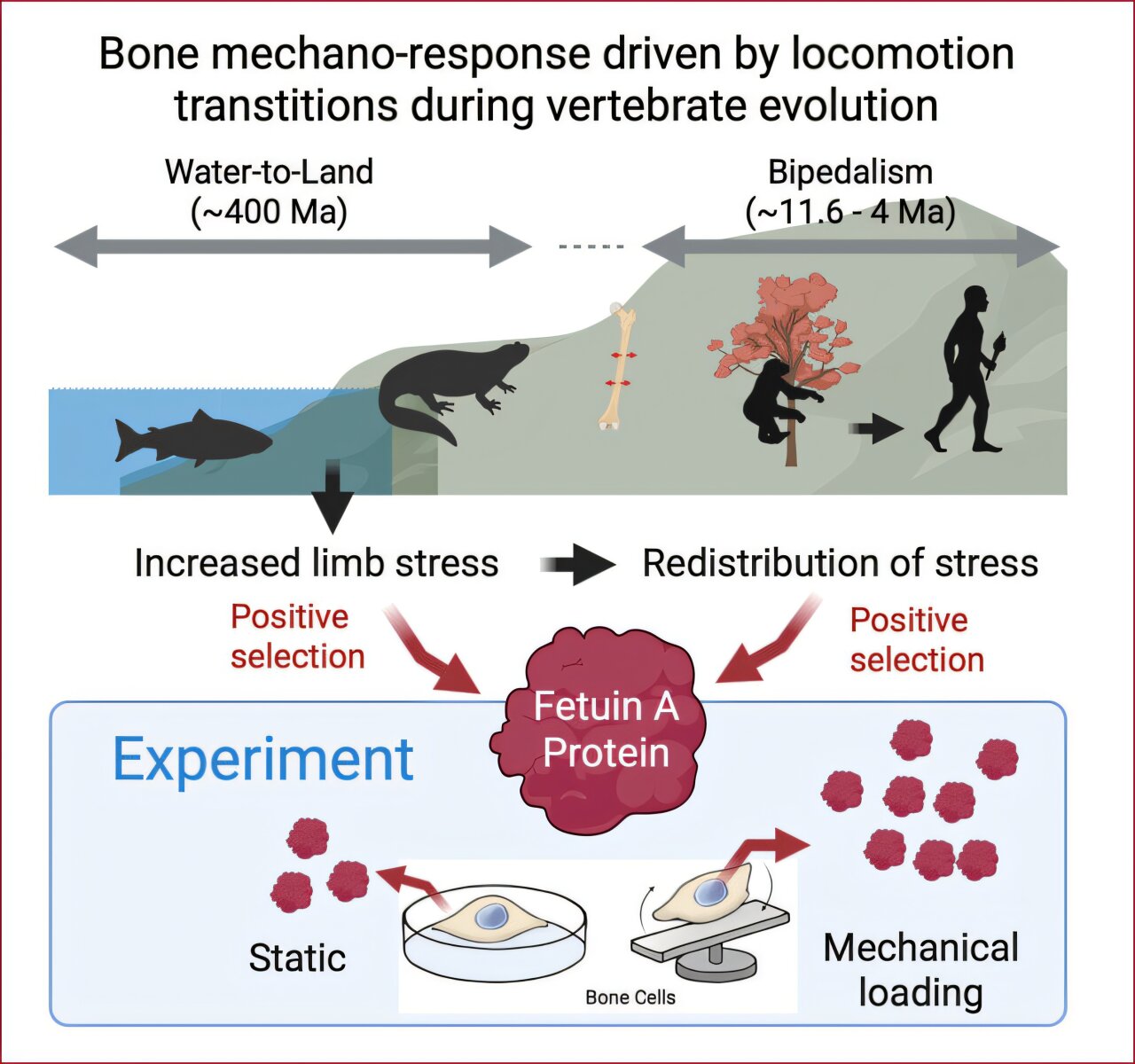 Key proteins reveal how evolution of locomotion shapes bone remodeling ...