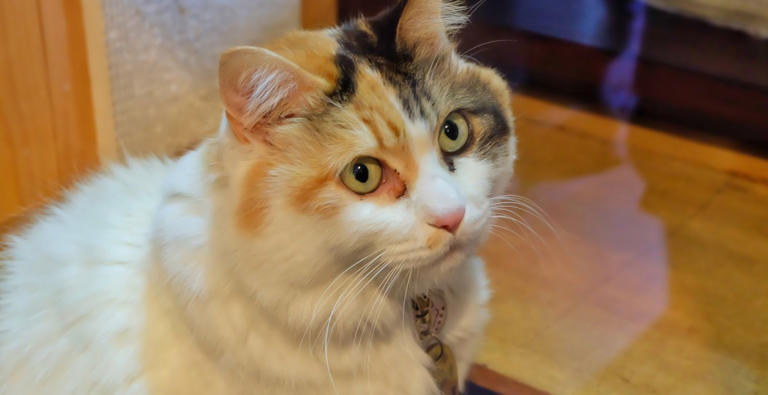 More than 500 people mourn the death of Nitama, beloved train stationmaster cat