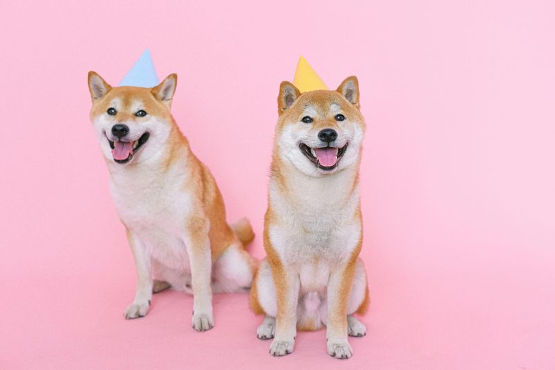 6 dog breeds with foxlike features and 5 with wolfish looks