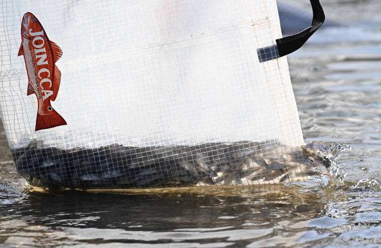 Redfish release in Cinco Bayou to boost ecosystem