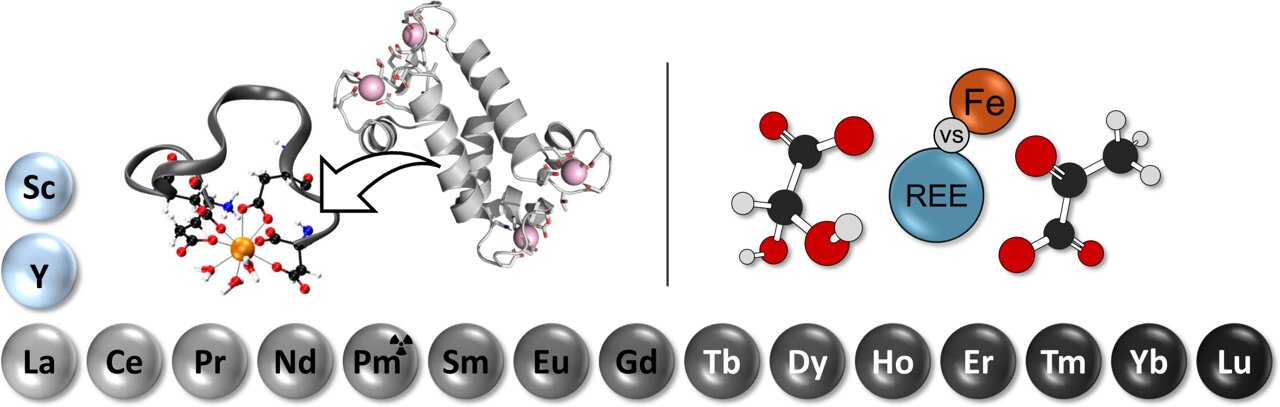 Rare earth elements: Of peptides and the origins of life