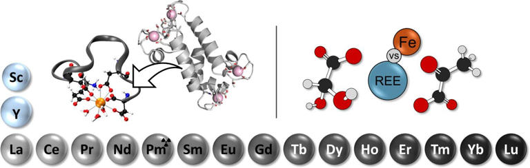 Rare earth elements: Of peptides and the origins of life