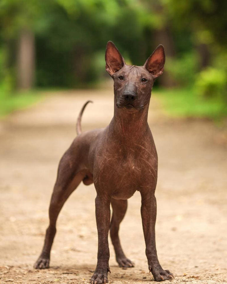 Xoloitzcuintli Facts Everything You Need To Know About The Mexico