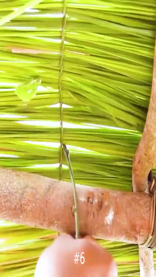 Build eco-friendly structures: Grass hut and bamboo bridge masterclass