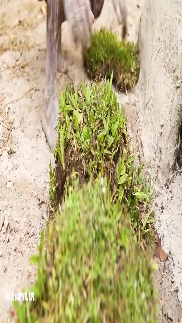 Explore the fascinating construction of a remarkable jungle house and ...