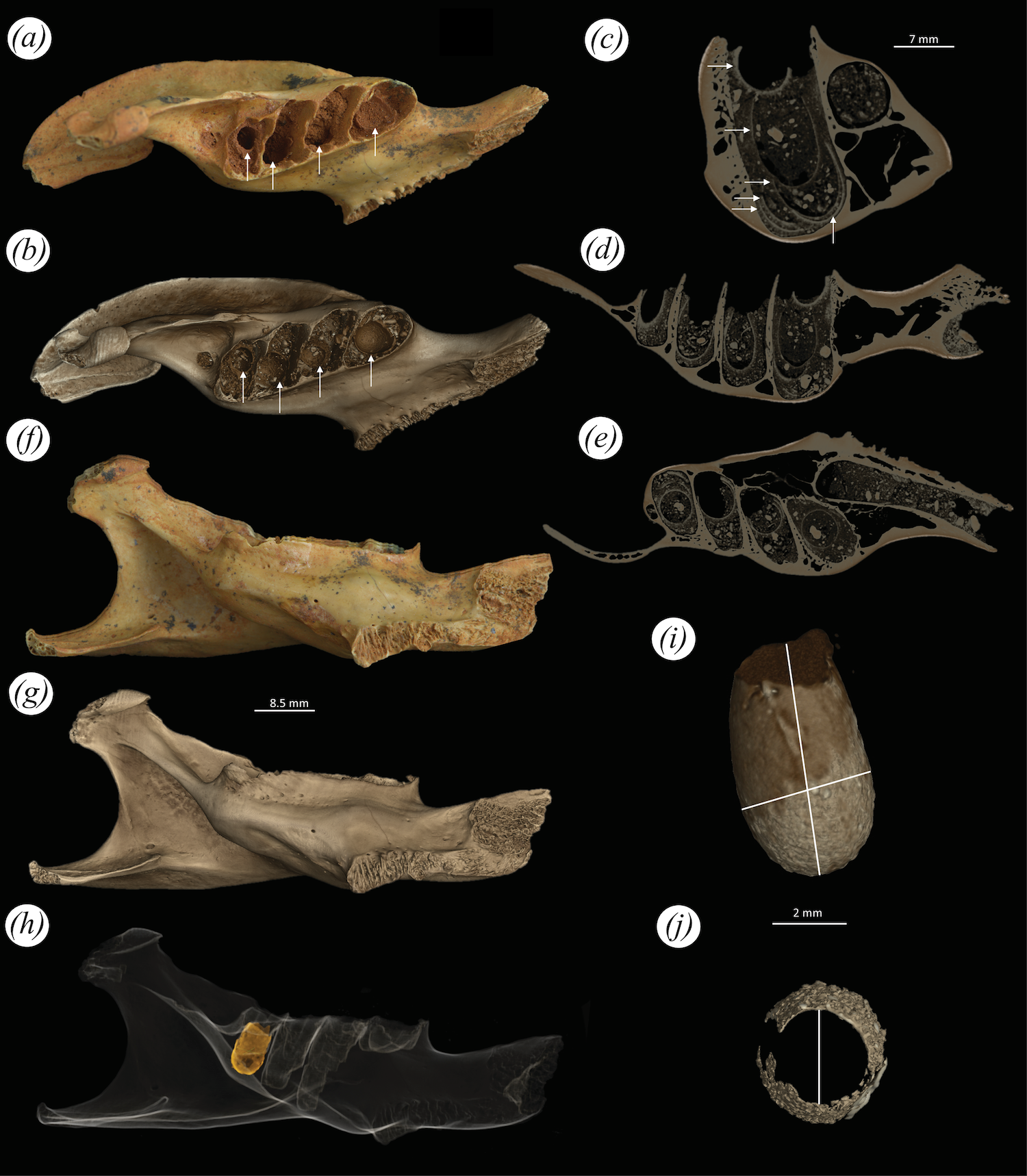 Fossils suggest that some ancient burrowing bees made their homes in ...