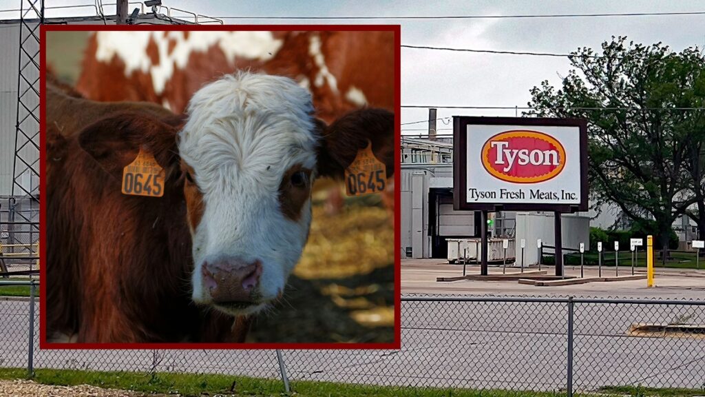 Tyson closes two plants as cattle numbers hit lowest level in decades