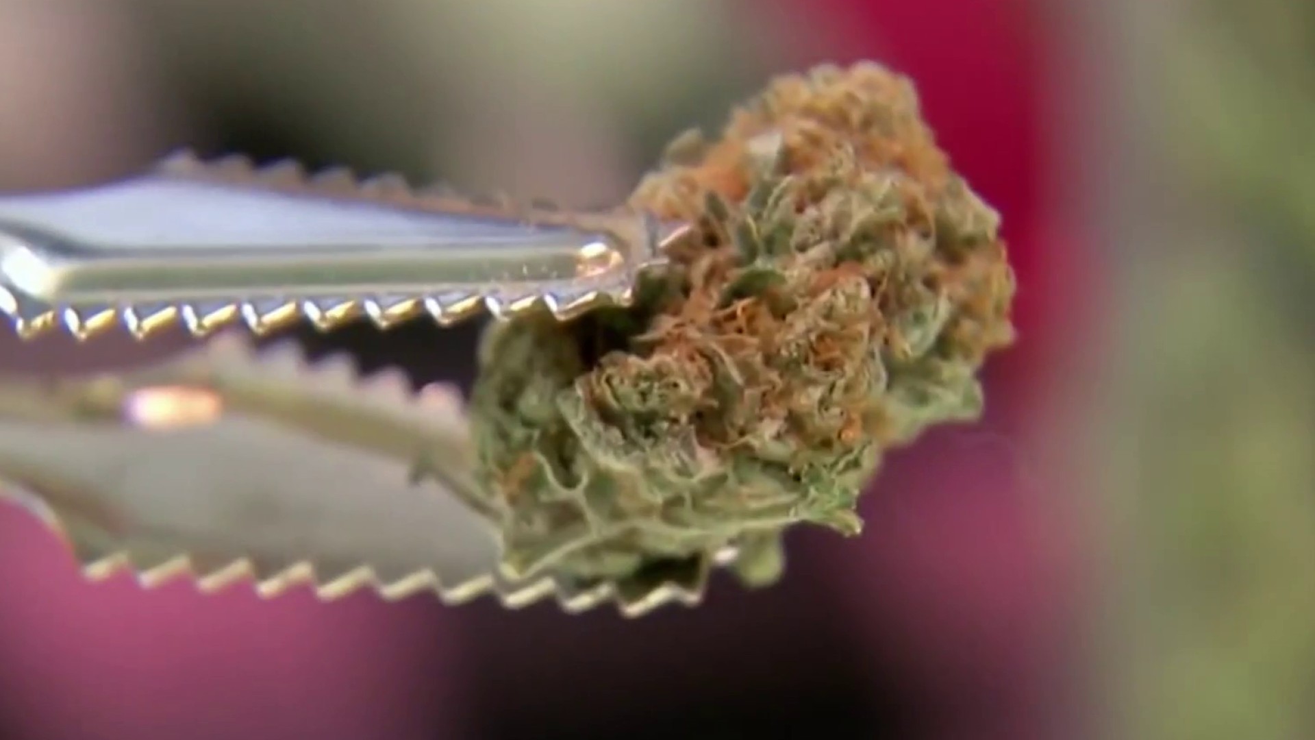 A lifelong battle: Cannabis activist weighs in on move to reclassify ...