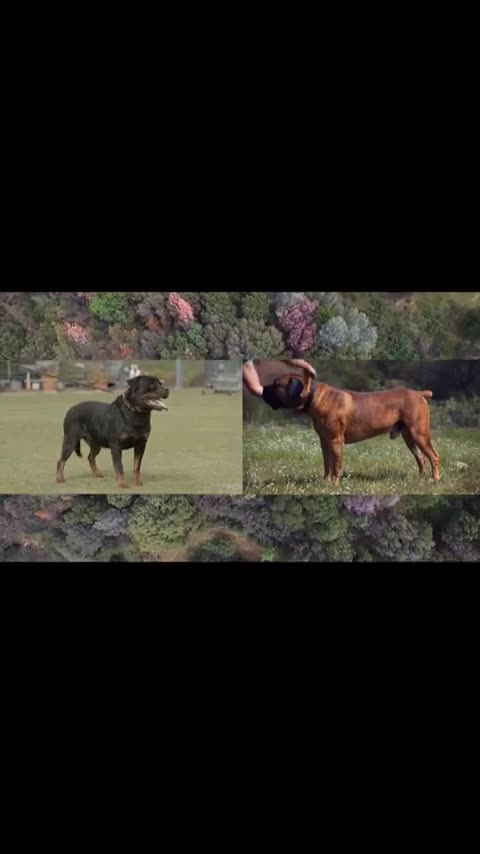 Rottweiler and Borboel Face Off in an Epic Showdown!
