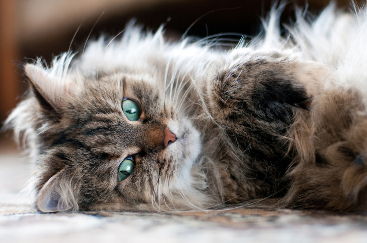 Siberian cat’s different outside and inside voices are cracking ...