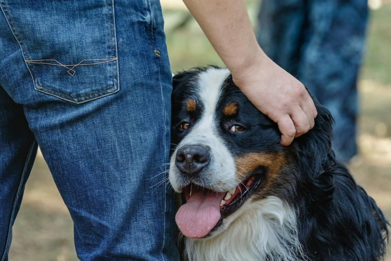 Bernese mountain dog 'makes sure' he won't get separated from mom with ...