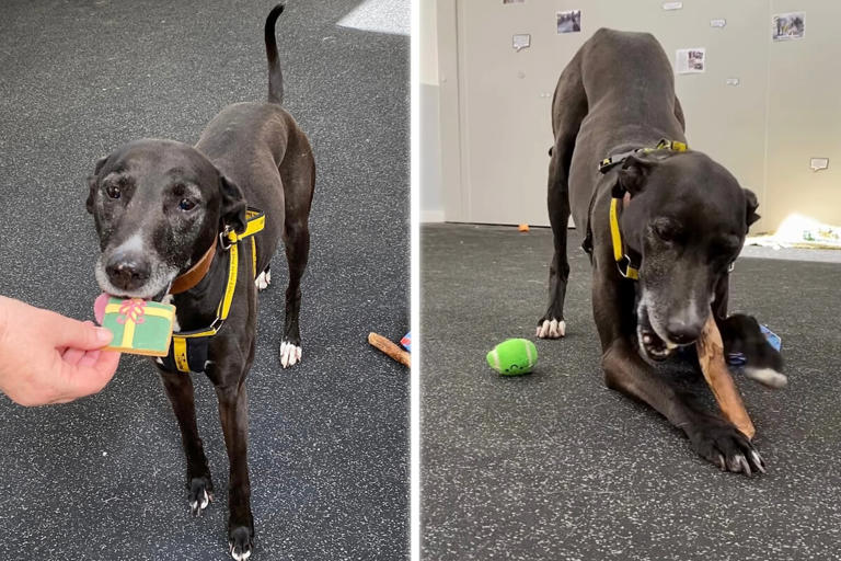 Sweet shelter dog waiting for forever home has only had one visitor in ...