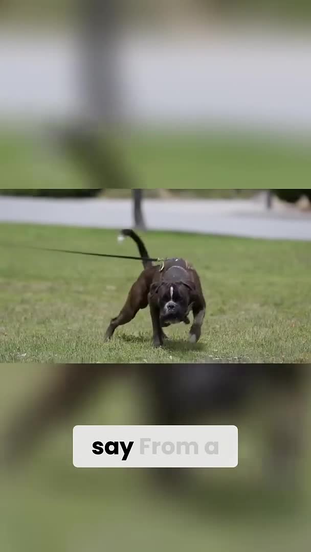 Why boxers make the perfect family companion