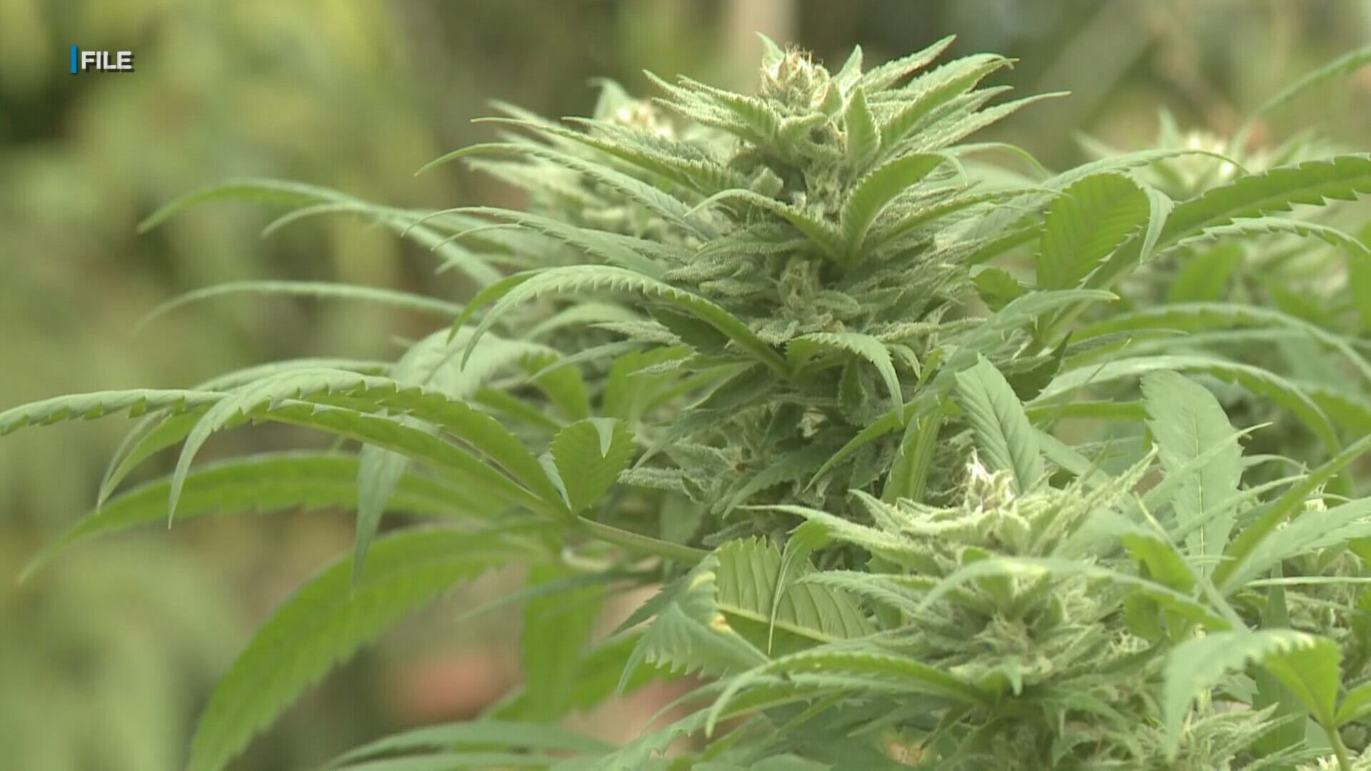 President Trump reclassifies marijuana from Schedule 1 to Schedule 3 drug