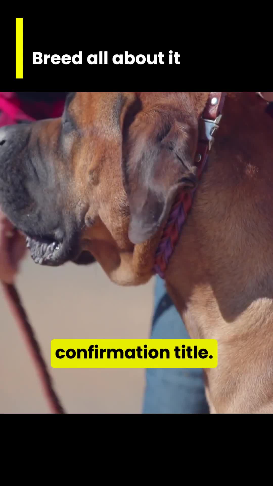 Unleashing the Boerboel: South Africa's fierce guard dog!