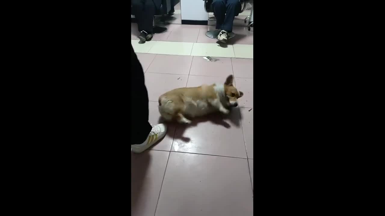 Brave corgi puts out fire with its body in Tianjin, China