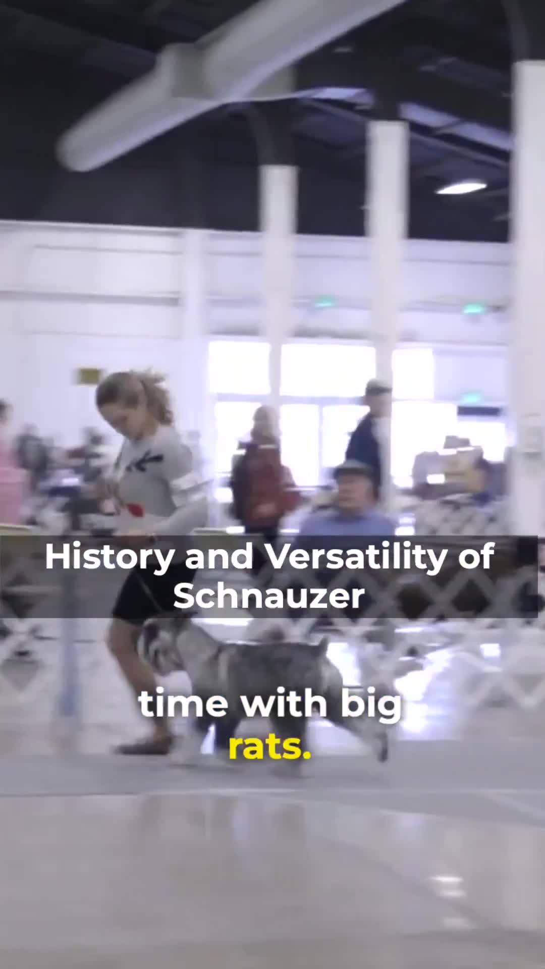 History and versatility of the schnauzer