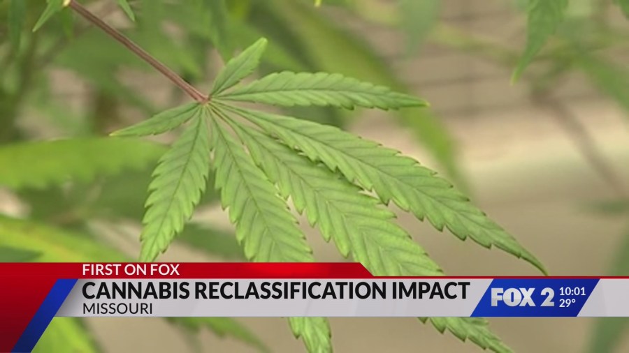Local dispensary reacts after Trump green-lights marijuana reclassification