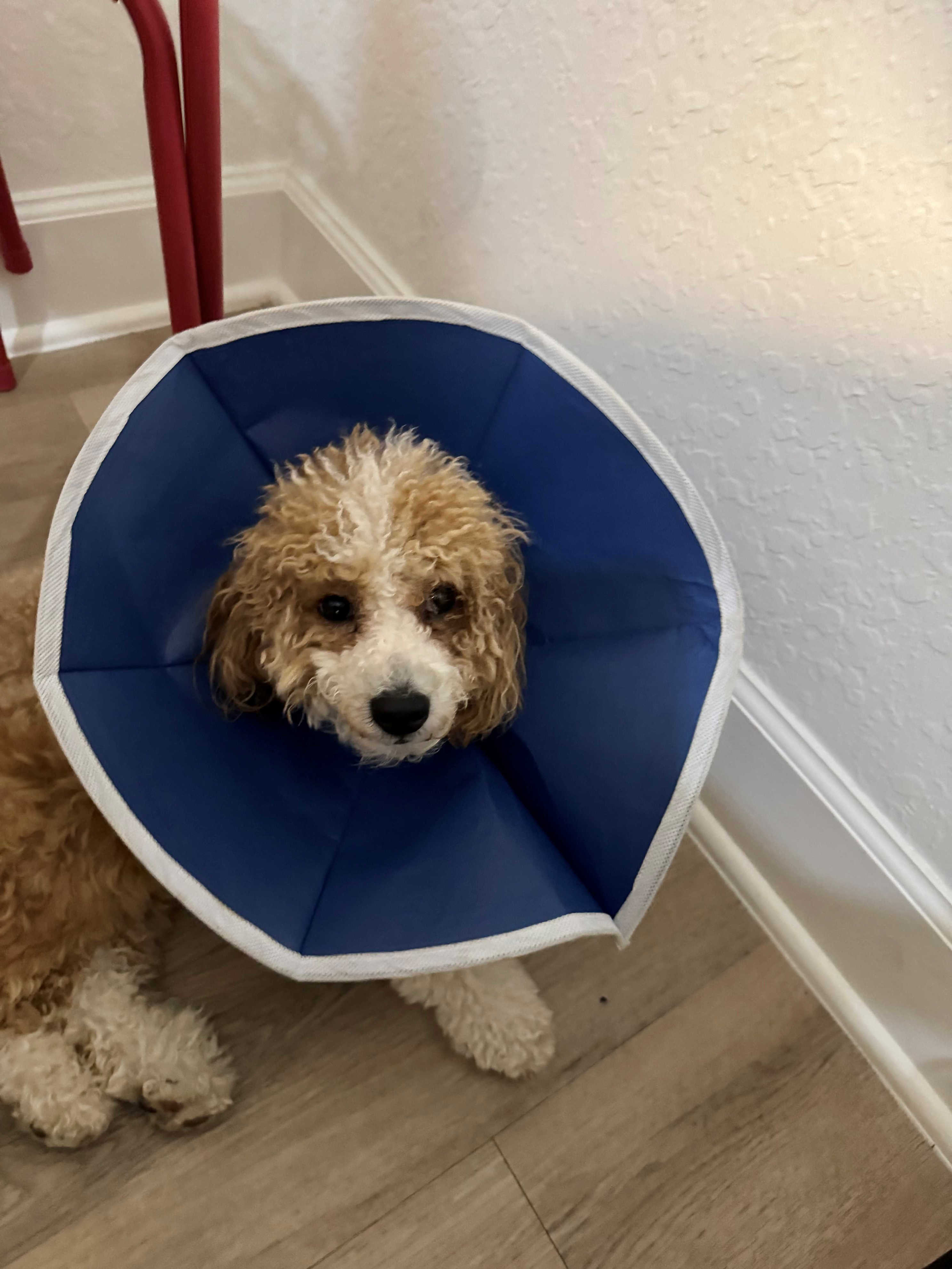 Wanderlust Dogs says dog suffered an 'isolated, accidental injury with ...