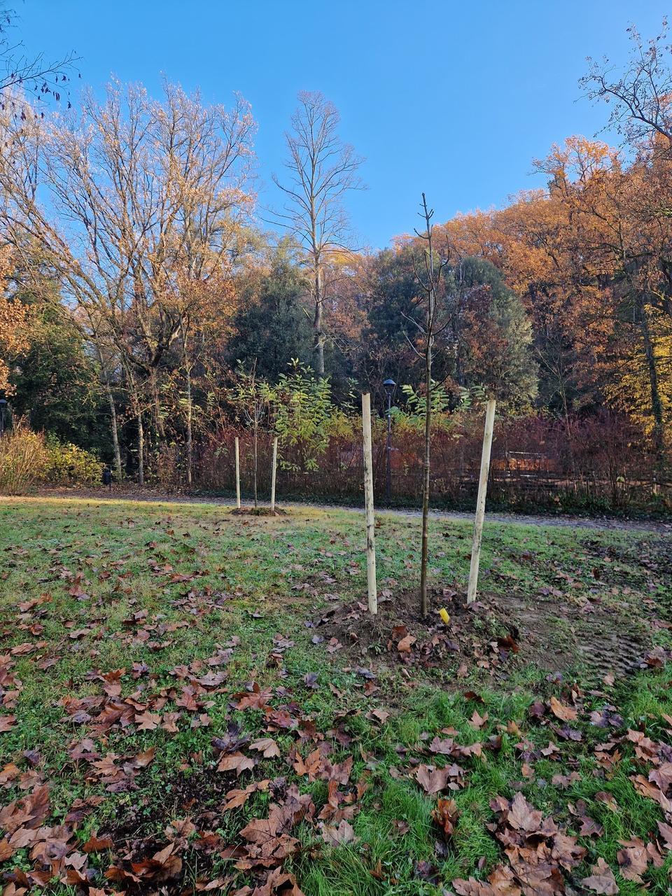 Il piano per le Acque. Piantati 19 nuovi alberi nel cuore del parco ...