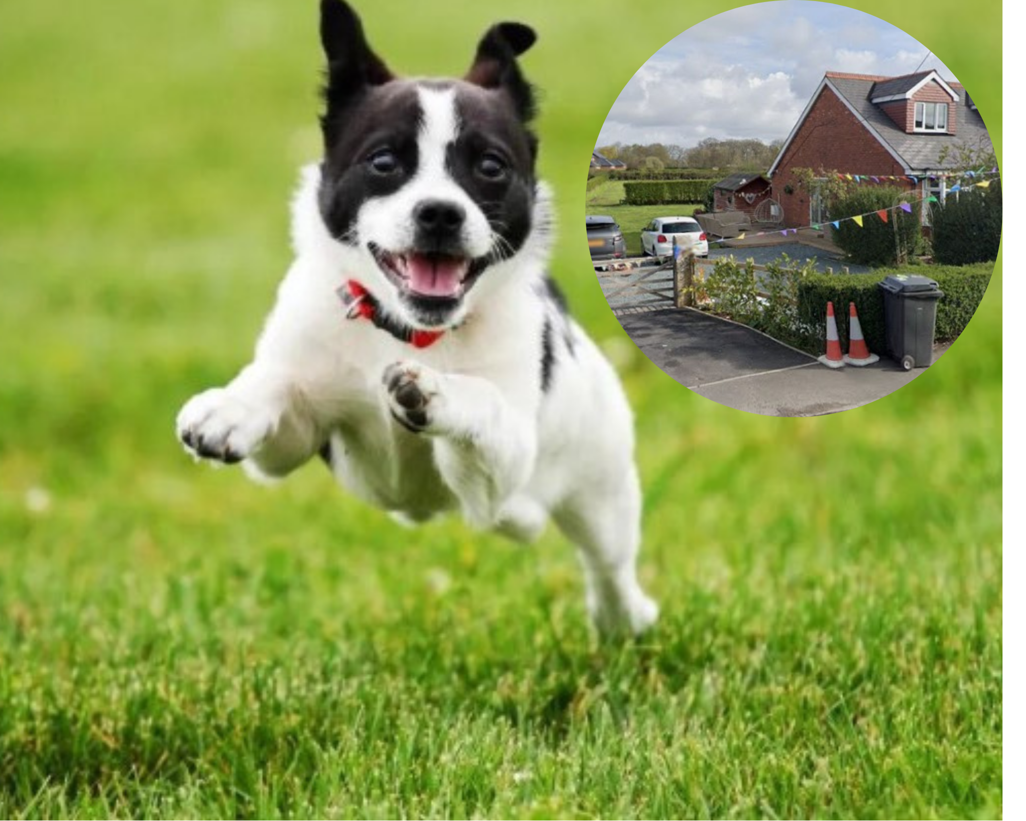 Dog exercise field plan & 7 other new applications this week in Chorley ...