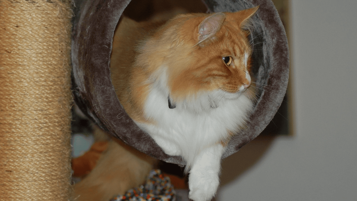 7 activities to eliminate your cat's stress and keep them happy at home