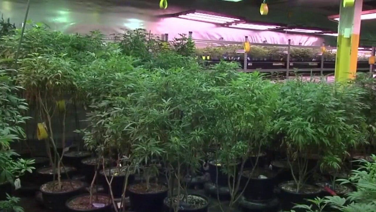 Trump eases federal restrictions on marijuana