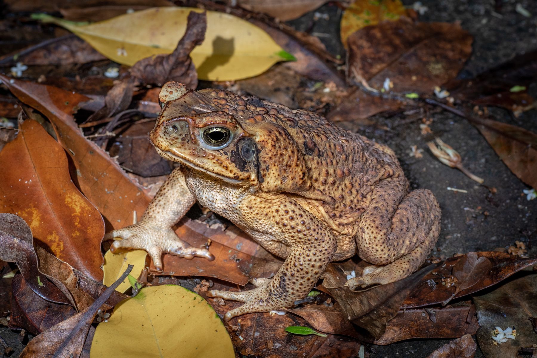 The stupidest animals in the world