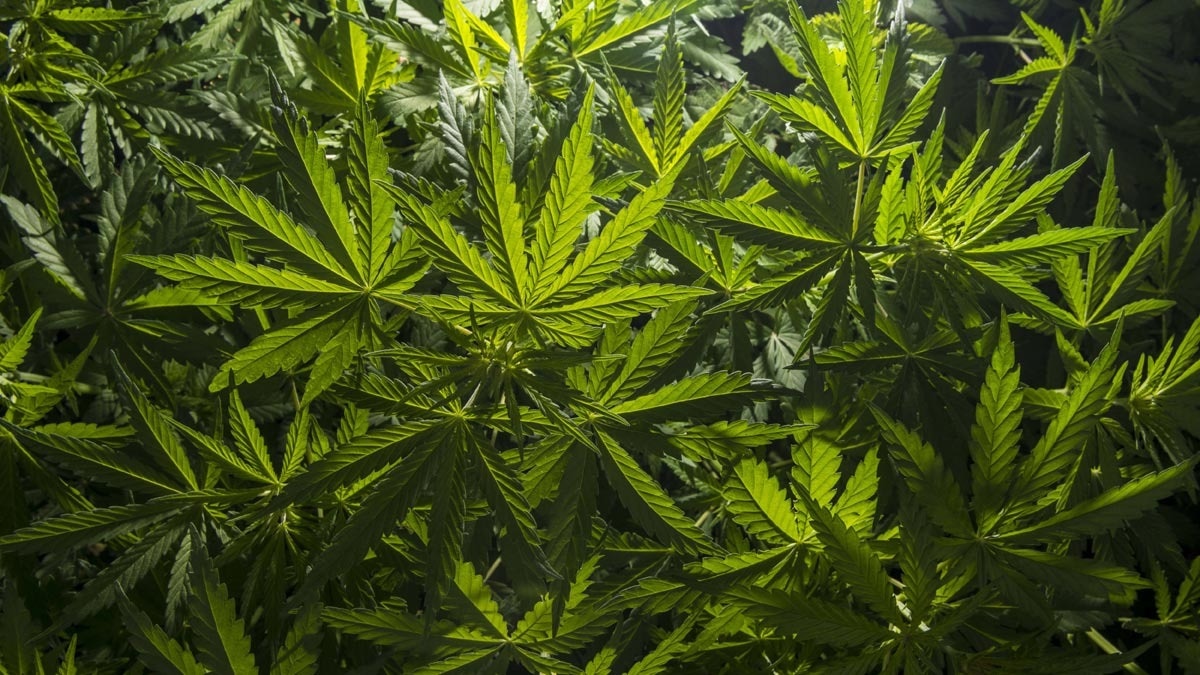 Trump reclassifies marijuana as less dangerous, opening door to ...