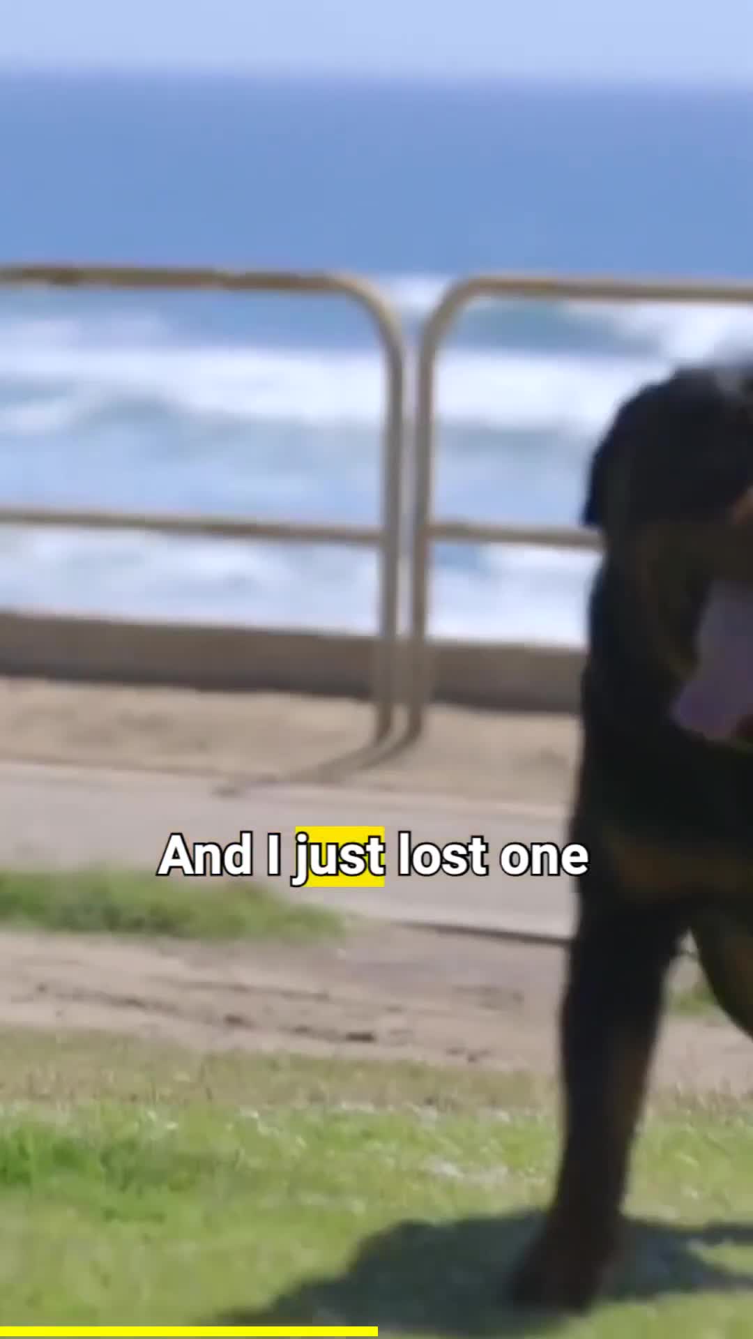 The shocking truth about how long Rottweilers really live