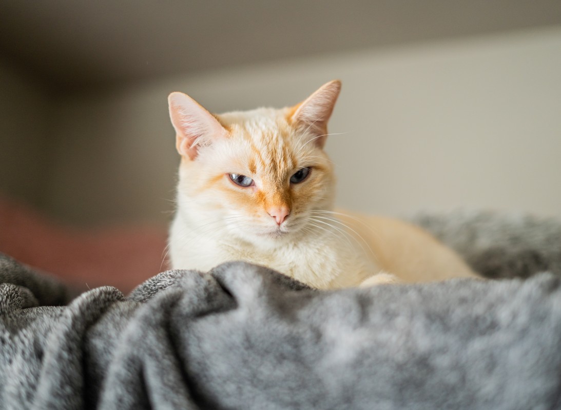 Cat uses talking buttons to react to pet parents’ return from vacation