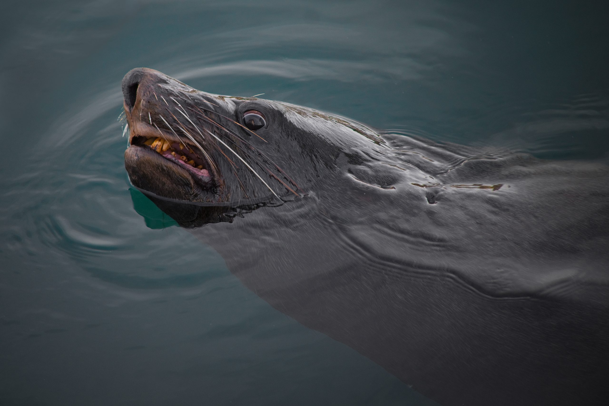 The best breaking news I've heard lately: Seal goes with flow!