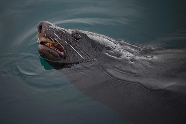 The best breaking news I've heard lately: Seal goes with flow!