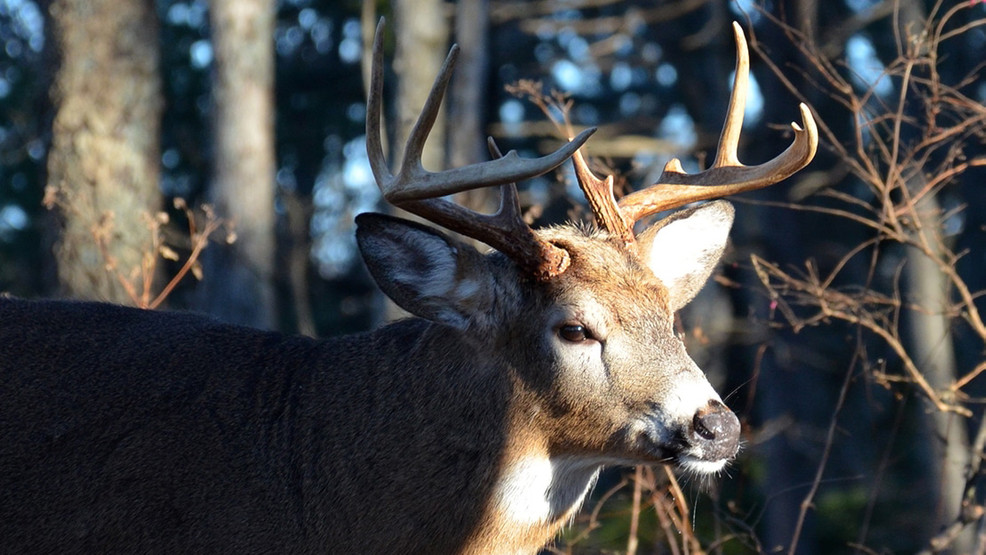 First chronic wasting disease case confirmed in Wayne County deer, TWRA ...