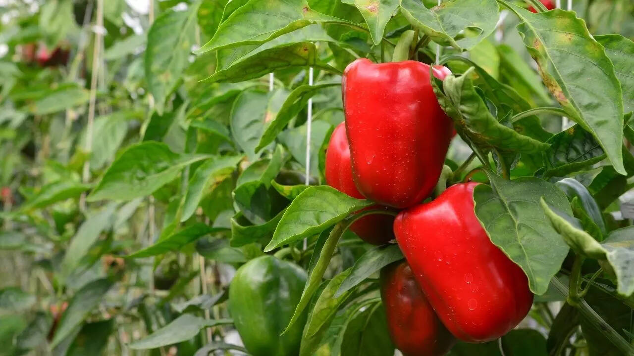 How to grow peppers indoors for year-round fresh harvests