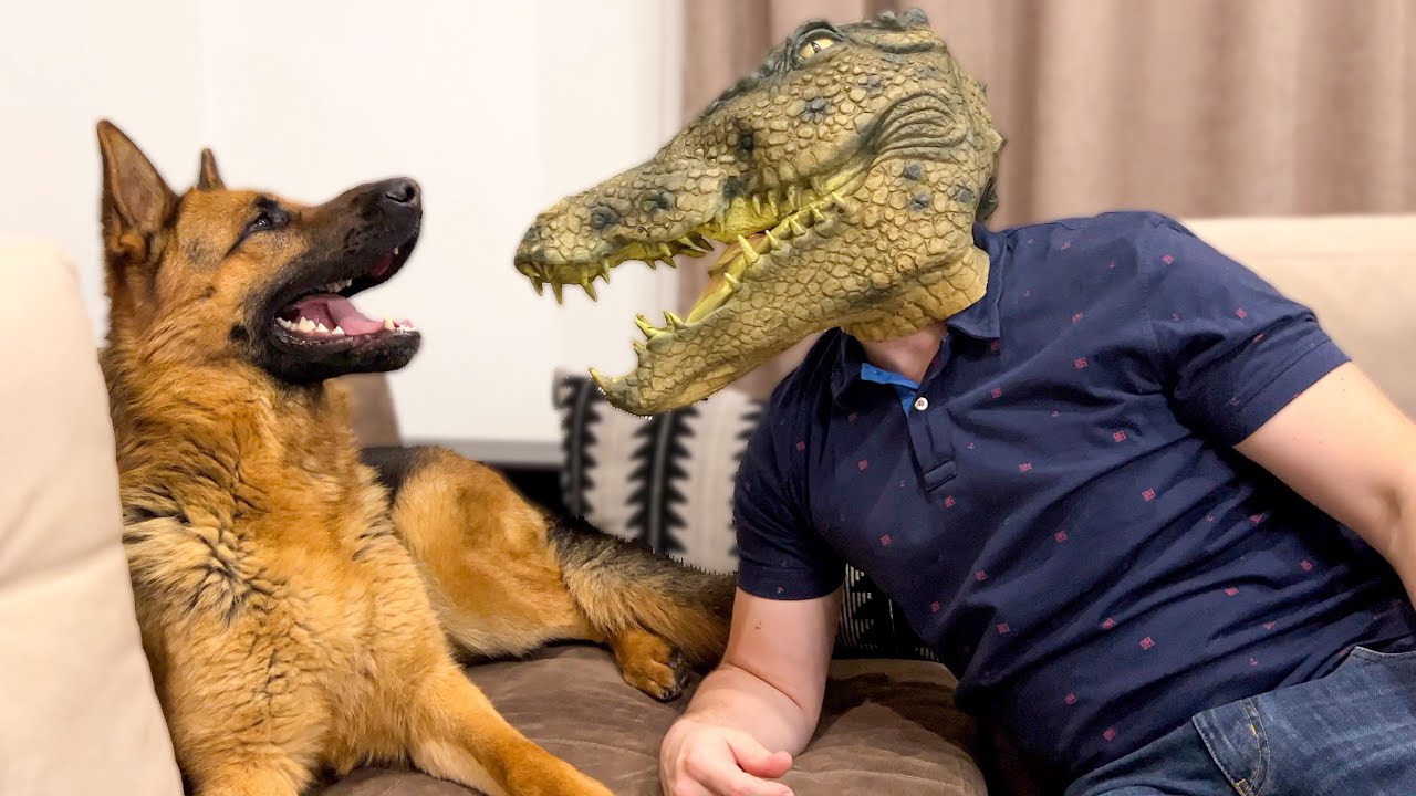 Can a German shepherd recognize his owner in a mask?