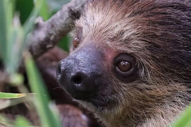Northumberland Zoo's newest resident is a seven-year-old sloth named Sally