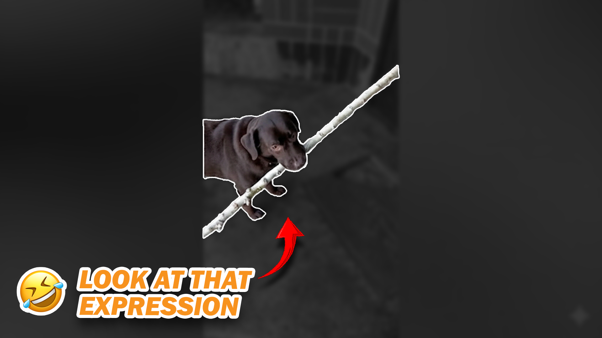 Funny dog compilation