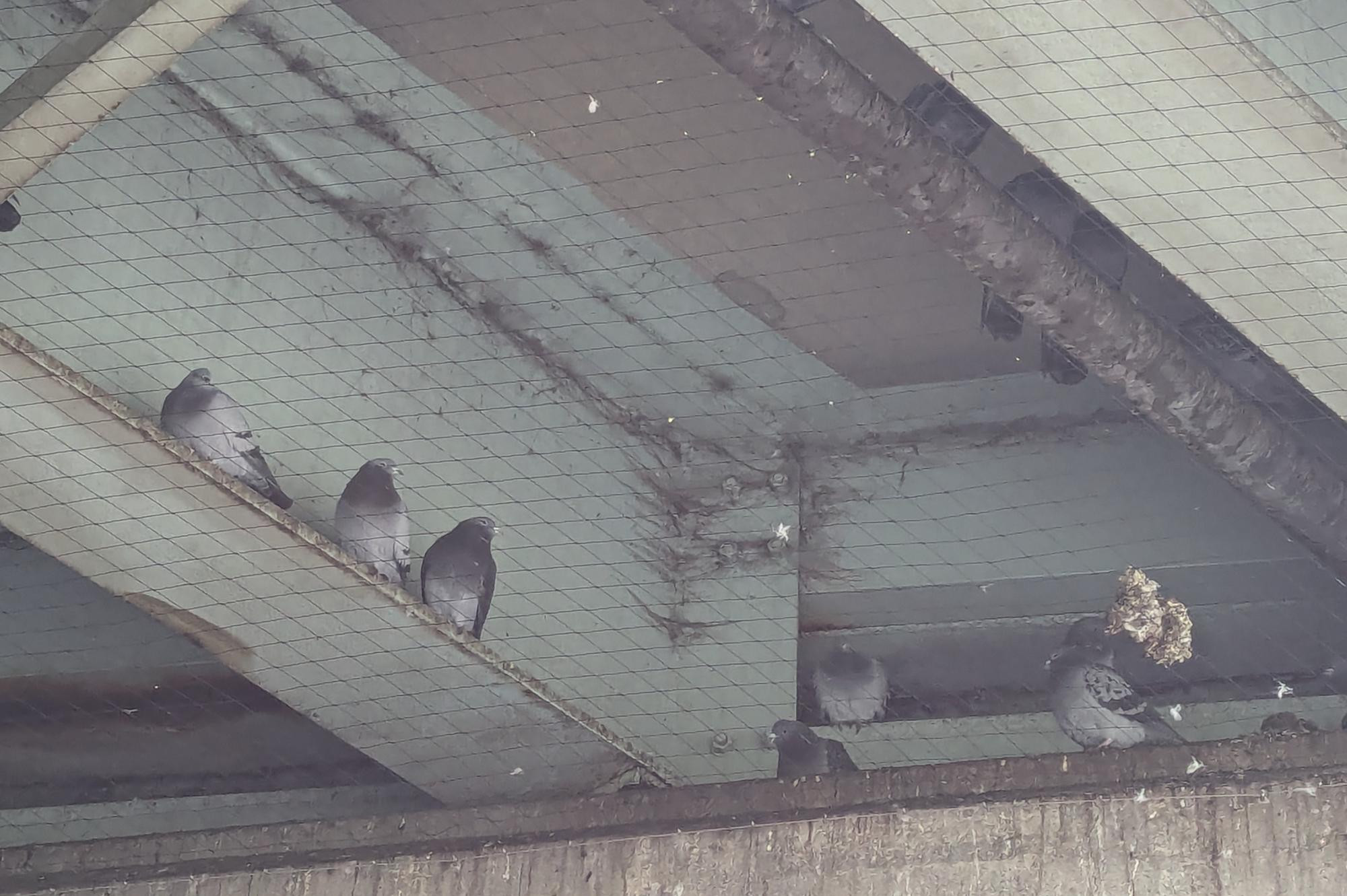 Saboteurs free pigeons trapped behind anti-vermin netting on a Wigan bridge