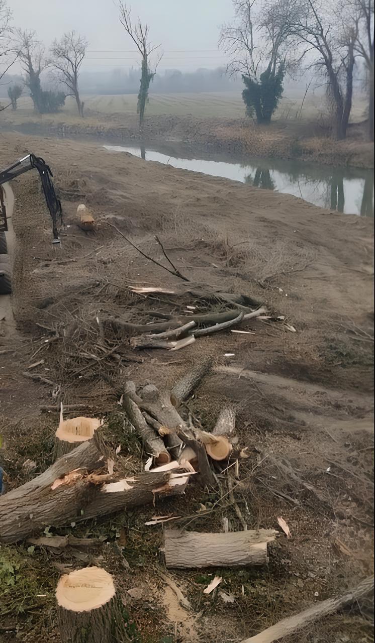 Strage di alberi sull’Idice. La protesta dei residenti